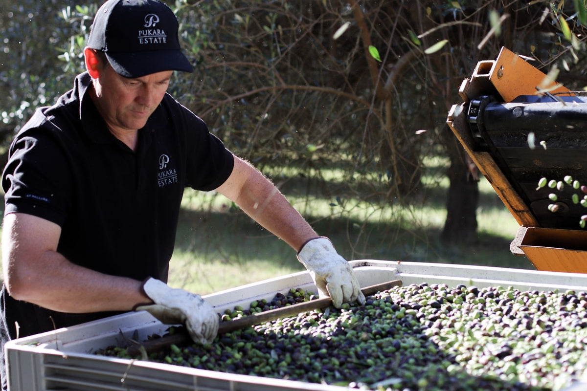 All Products – Olivebox